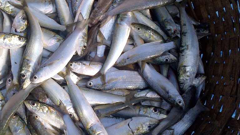 Treating Autism: How Omega-3 Fish Oil Helps - The Arthritis Connection