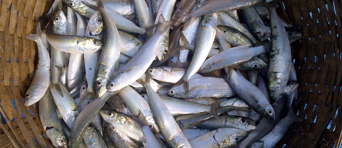 Treating Autism: How Omega-3 Fish Oil Helps - The Arthritis Connection